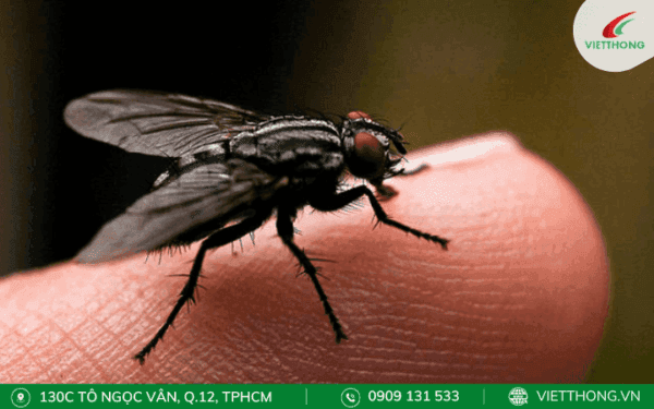 Tuổi Thọ Của Ruồi Và Vòng Đời Phát Triển Của Ruồi