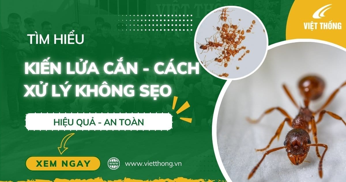 Bị Kiến Lửa Cắn - Mẹo Xử Lý Không để Lại Sẹo An Toàn Tại Nhà