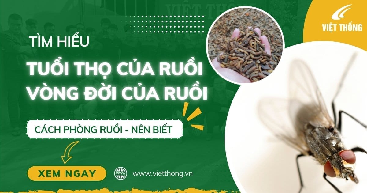 Tuổi Thọ Của Ruồi Và Vòng Đời Phát Triển Của Ruồi
